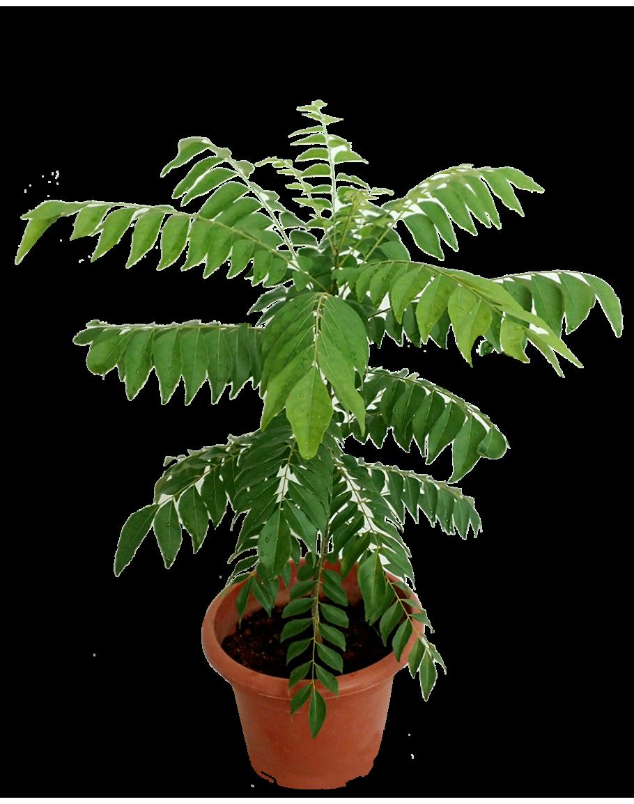 The Health Benefits Of Organic Curry Leaf Powder - Murraya Koenigii ...